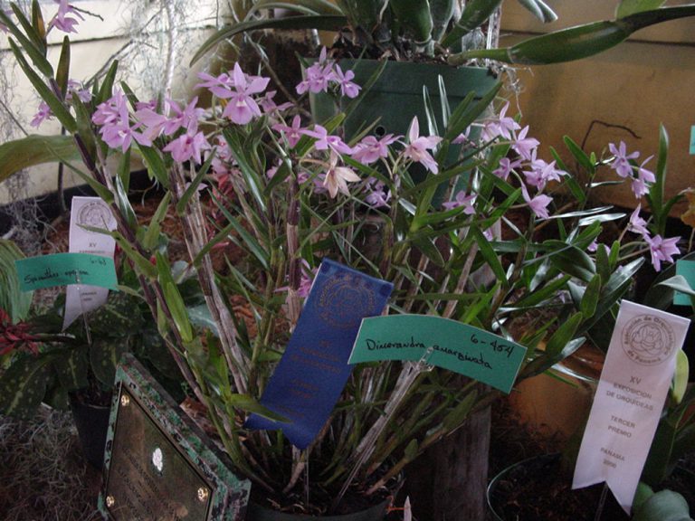 Dimerandra emarginata – COSPA パナマ野生蘭保護活動