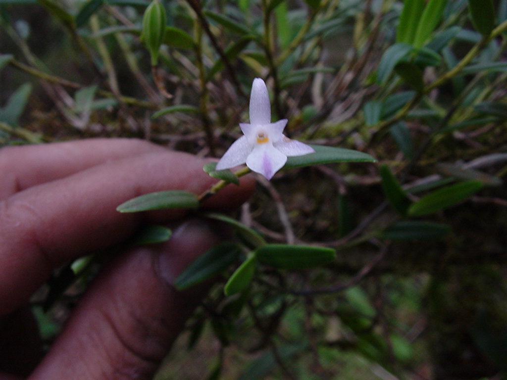 Dimerandra latipetala – COSPA パナマ野生蘭保護活動