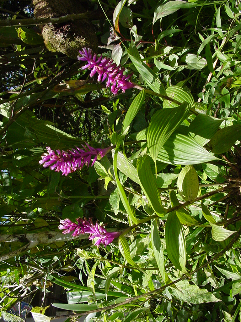 Elleanthus robustus – COSPA パナマ野生蘭保護活動