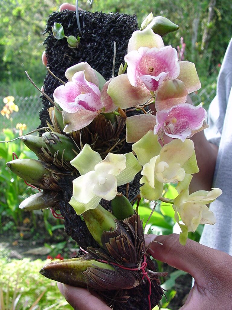 Lycaste brevispatha – COSPA パナマ野生蘭保護活動
