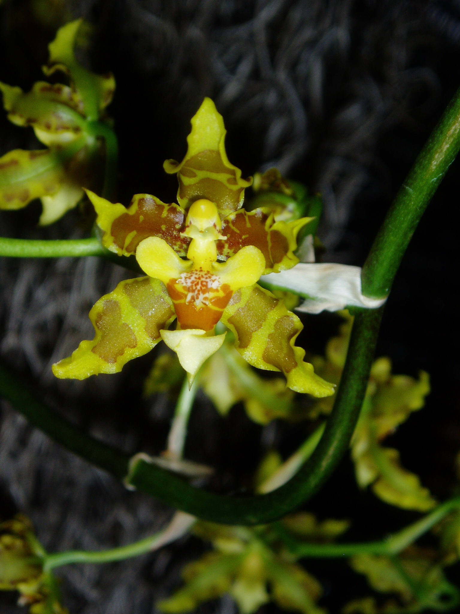Oncidium sp5.34 – COSPA パナマ野生蘭保護活動