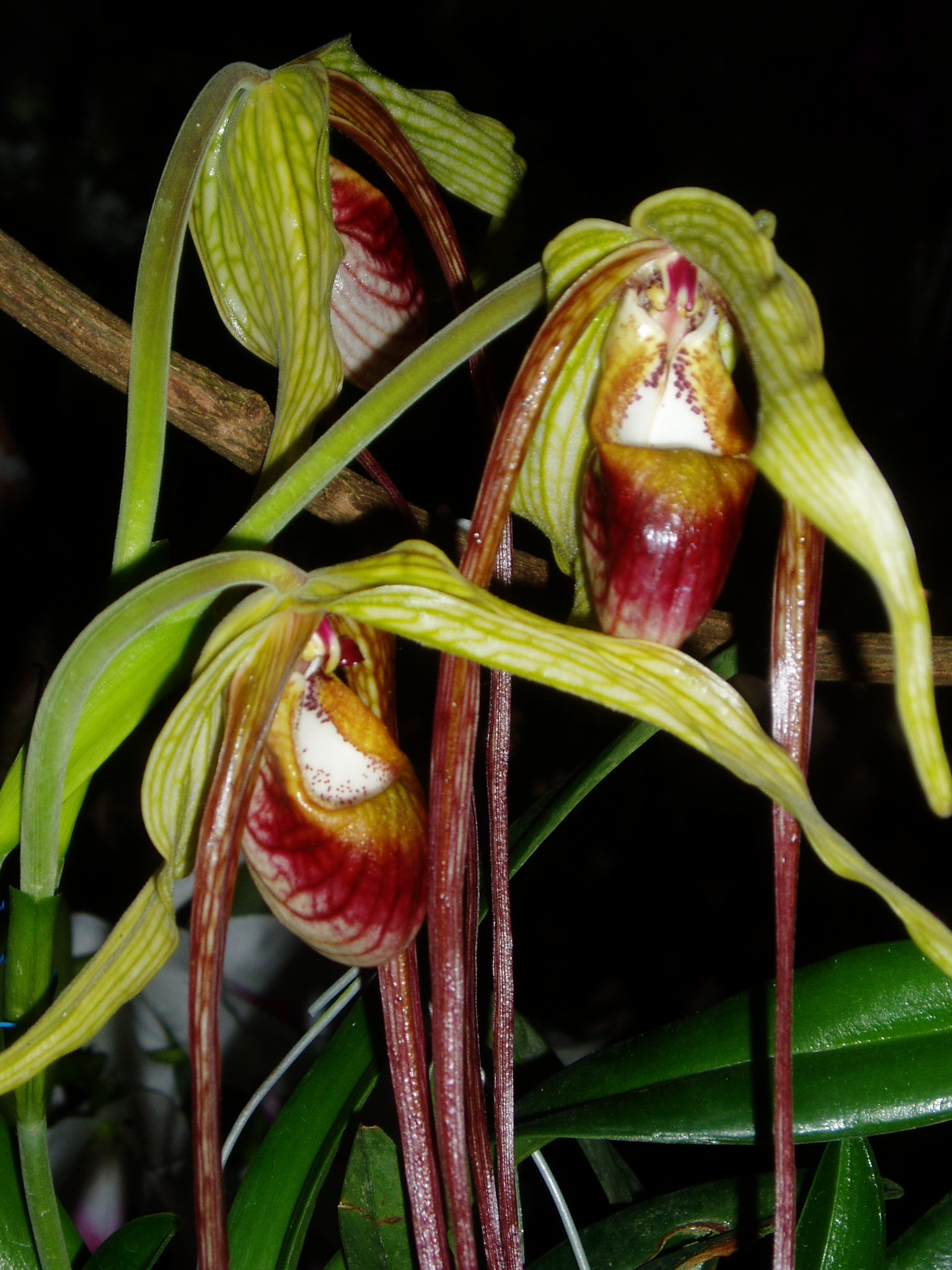 Phragmipedium caudatum – COSPA パナマ野生蘭保護活動