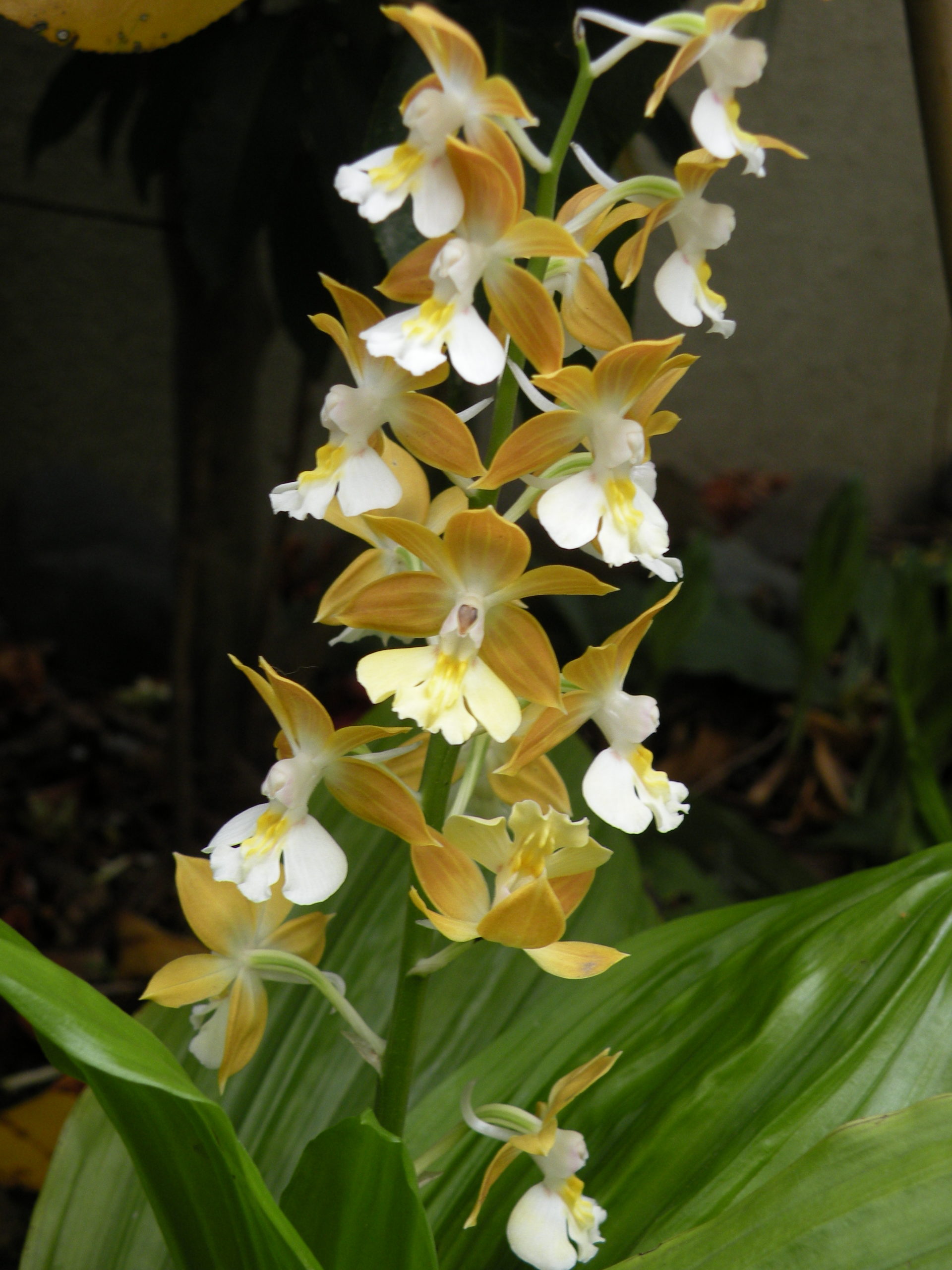 Calanthe calanthoides とエビネラン – COSPA パナマ野生蘭保護活動
